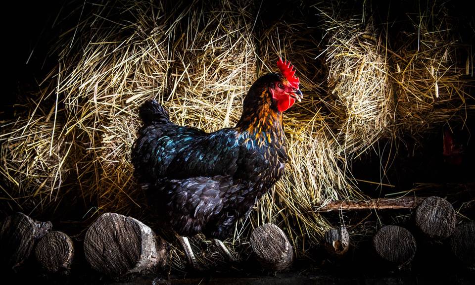 Images of Animals by Neal Parent | Neal Parent Photography