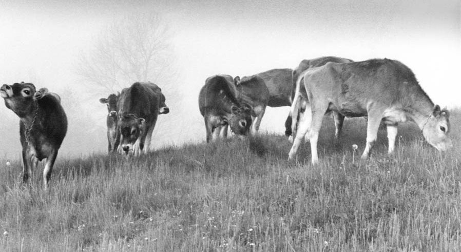 Images of Animals by Neal Parent | Neal Parent Photography