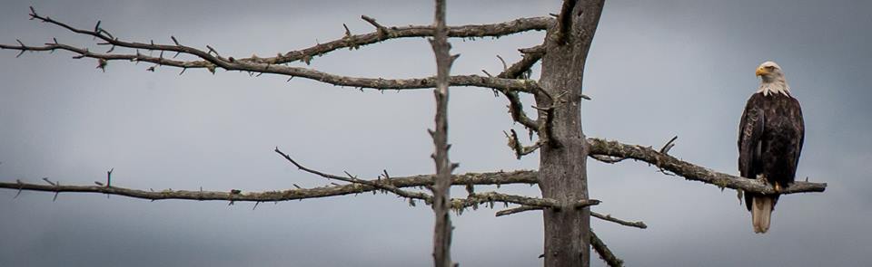 Images of Animals by Neal Parent | Neal Parent Photography