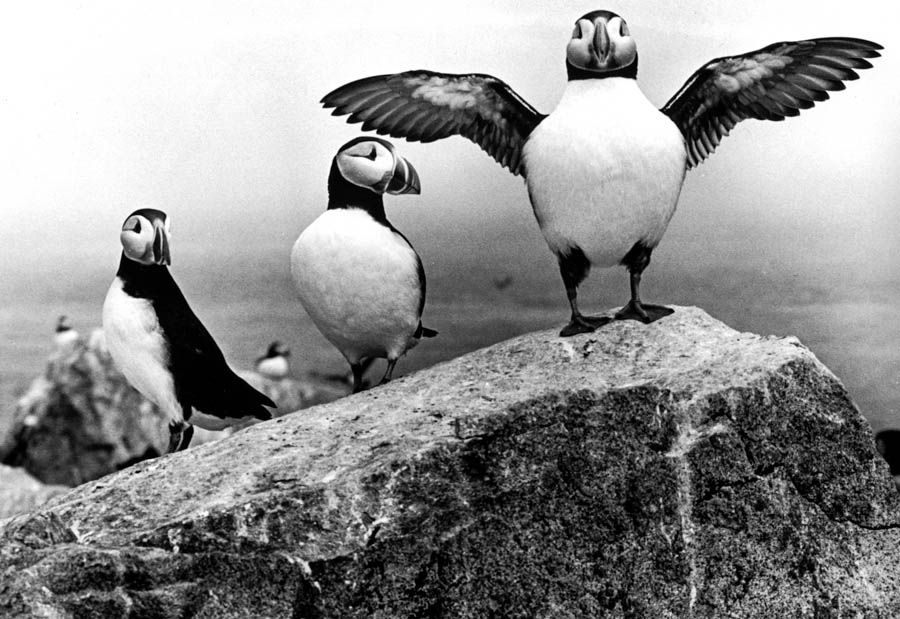 Images of Animals by Neal Parent | Neal Parent Photography