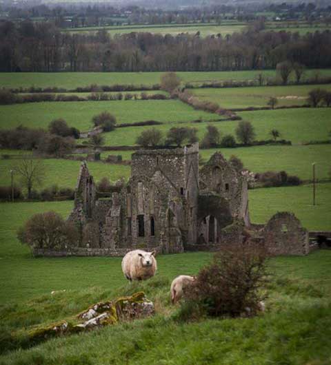 castle and sheep, Ireland | Neal Parent Photography